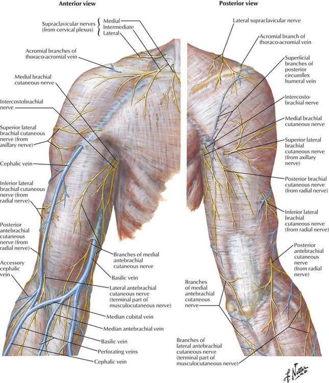 6 Upper Limb Basicmedical Key