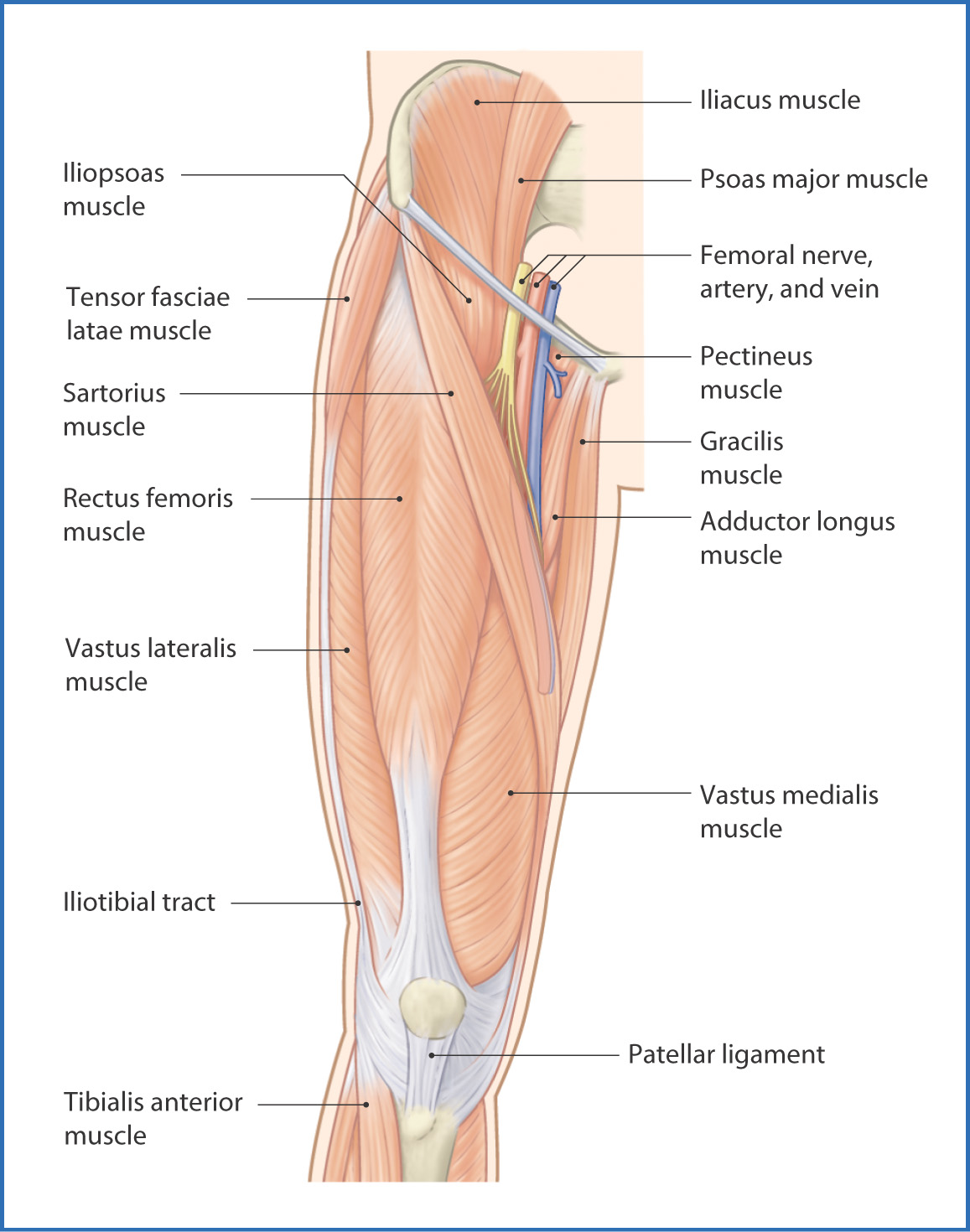 Anteromedial Thigh Basicmedical Key Anteromedial Thigh Basicmedical Key