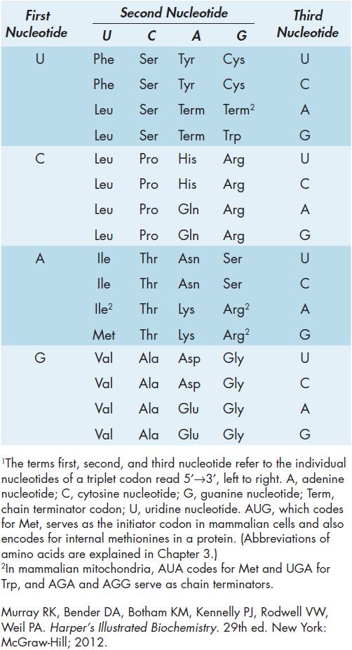 37 Translation: Protein Synthesis and Modification | Basicmedical Key