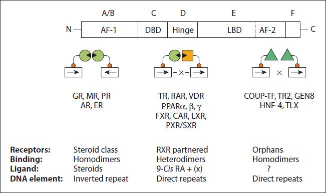 40 Mechanisms of Signal Transduction | Basicmedical Key