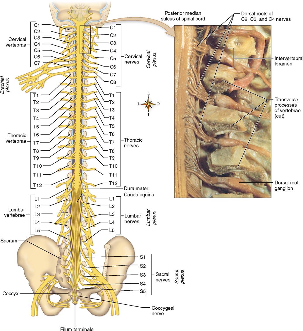 Peripheral Nervous System Basicmedical Key Peripheral Nervous System Basicmedical Key