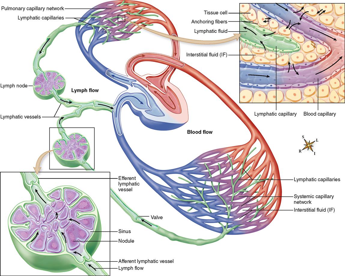 Lymphatic System Basicmedical Key Lymphatic System Basicmedical Key