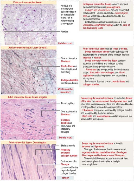CONNECTIVE TISSUE Basicmedical Key