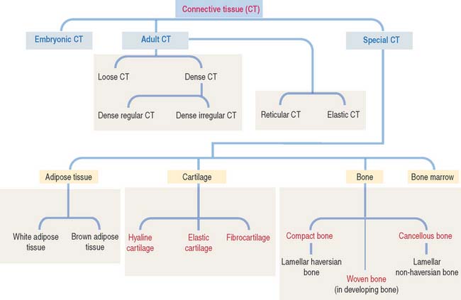 Connective Tissue Basicmedical Key