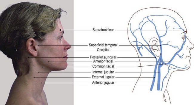 Head And Neck Cards 1 1 To 1 84 Basicmedical Key