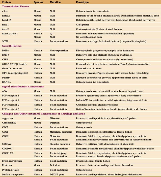 Connective Tissues Basicmedical Key