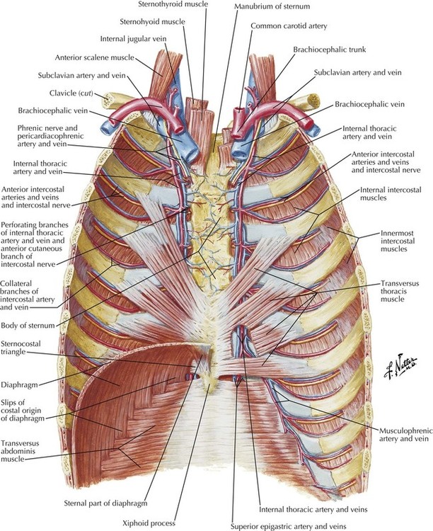 Anterior Thorax Anatomy