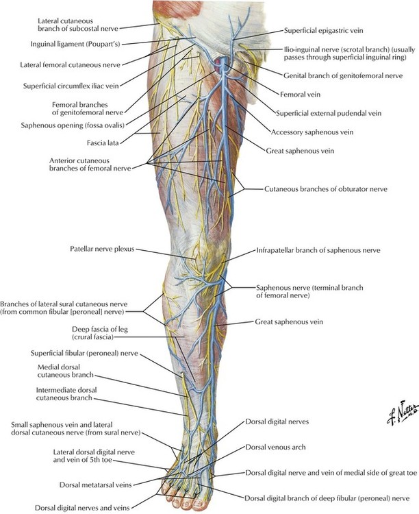 Nerve Anatomy Of Leg Nerve Anatomy Of Leg