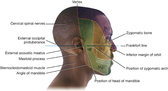 Back Of Neck Region Anatomy Surface Anatomy Of The Back And Vertebral Back Of Neck Region Anatomy Surface Anatomy Of The Back And Vertebral