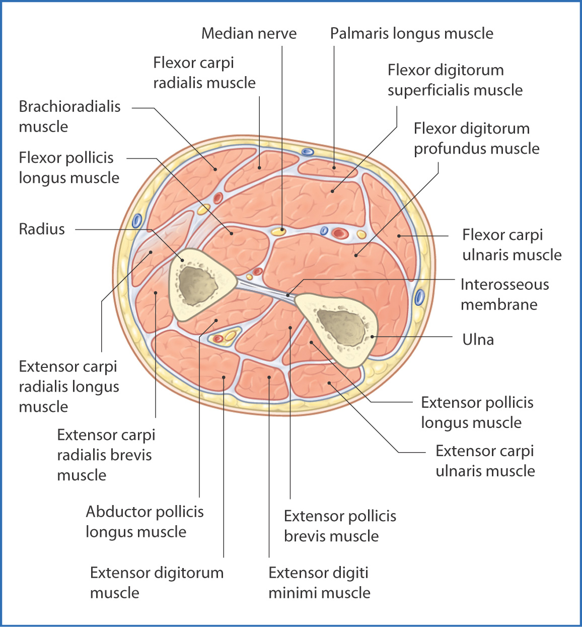 Anterior Forearm Basicmedical Key