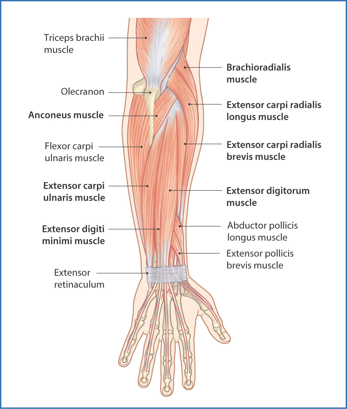 Posterior Forearm Muscles Posterior Forearm Muscles