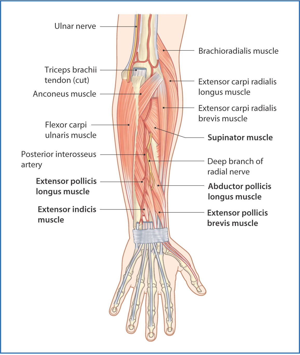 Posterior Forearm Basicmedical Key Posterior Forearm Basicmedical Key