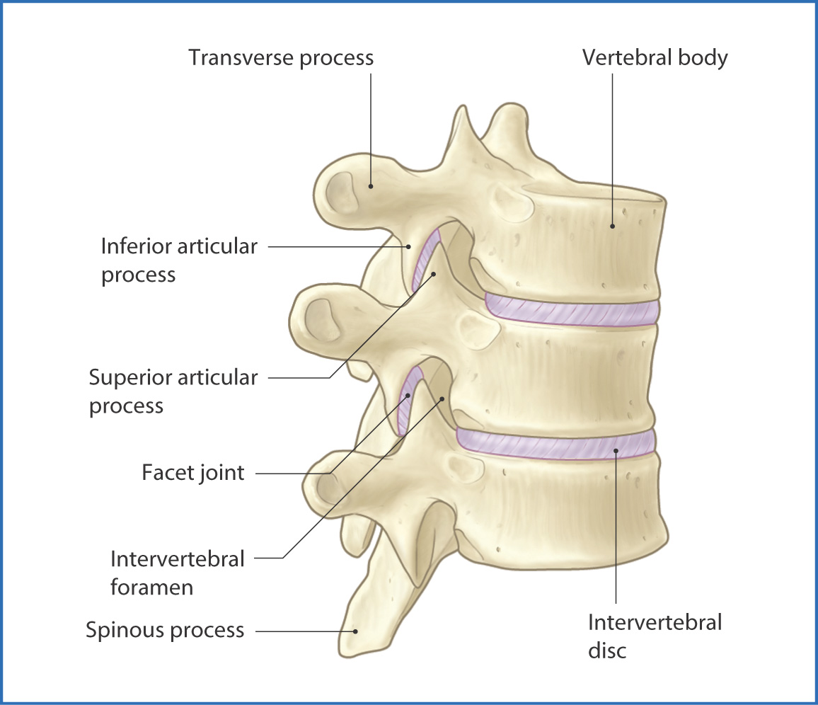 Vertebral Column Basicmedical Key Vertebral Column Basicmedical Key