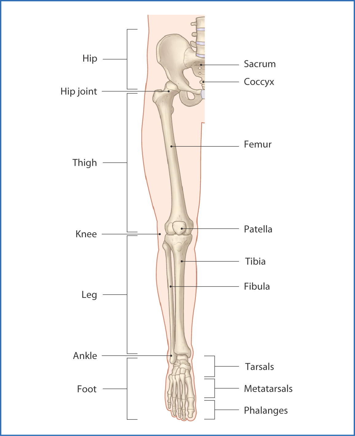 Introduction To The Lower Limb Basicmedical Key Introduction To The Lower Limb Basicmedical Key