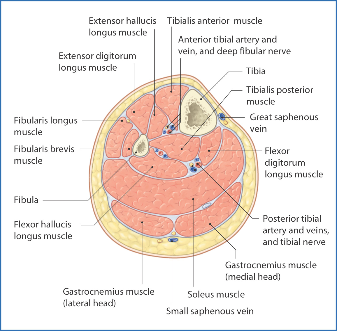 Anterolateral Leg Basicmedical Key Anterolateral Leg Basicmedical Key