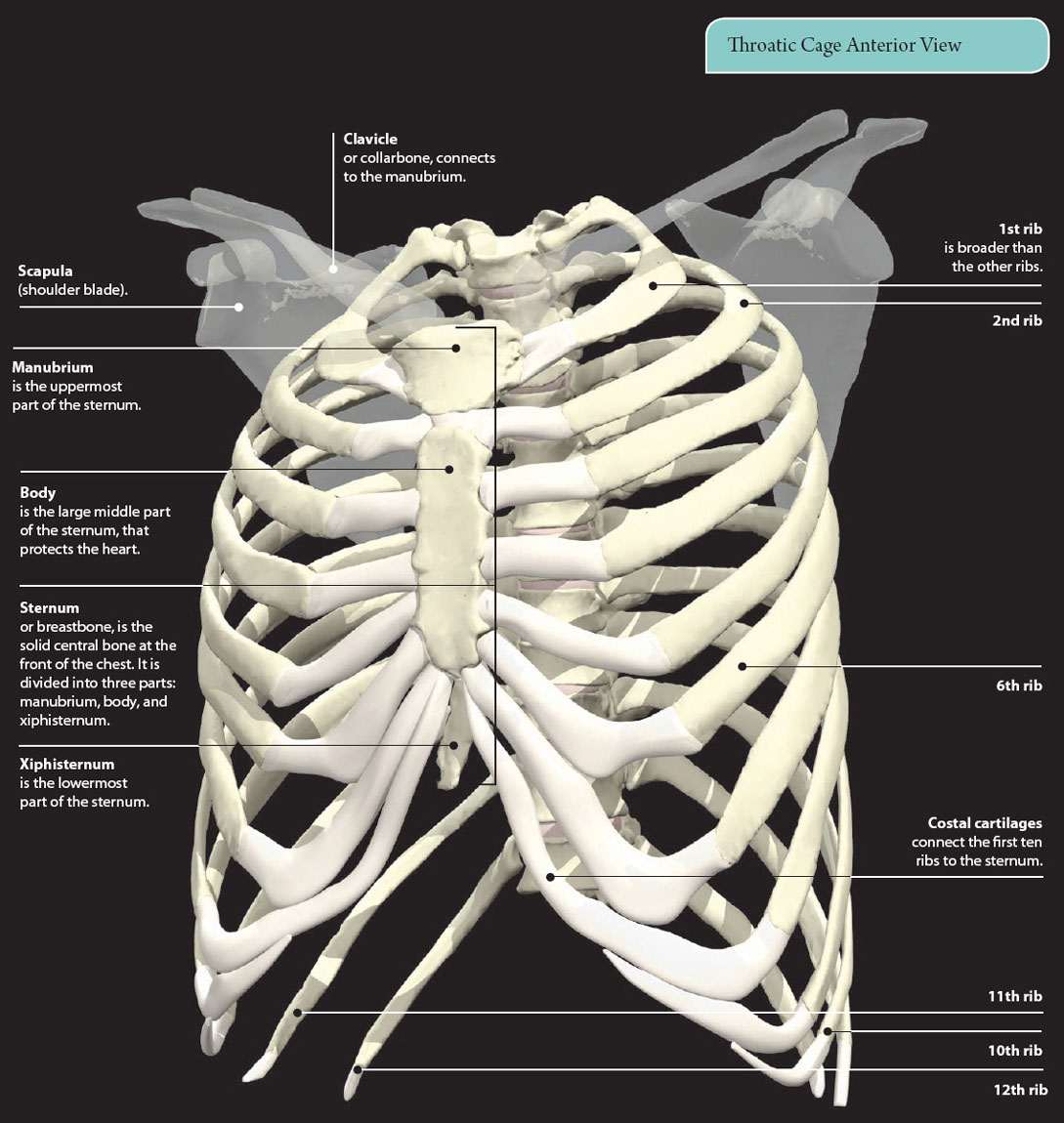 4 THE THORAX Basicmedical Key 4 THE THORAX Basicmedical Key