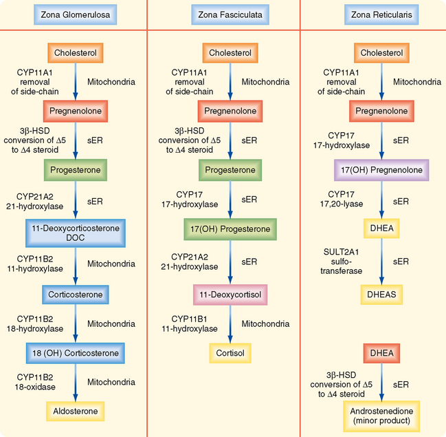 Overview Of The Adrenal Glands Hormonal And Metabolic Disorders Overview Of The Adrenal Glands Hormonal And Metabolic Disorders