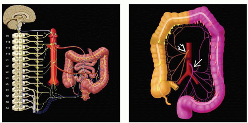 Colon | Basicmedical Key