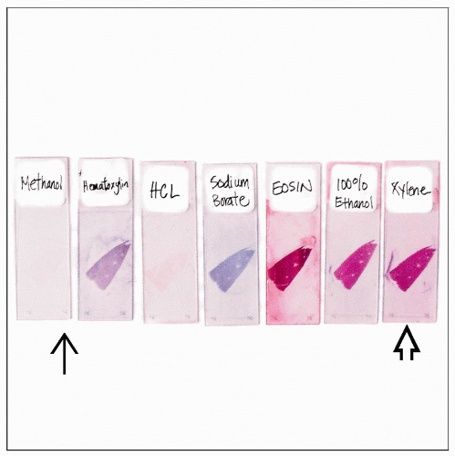 Slide Preparation | Basicmedical Key