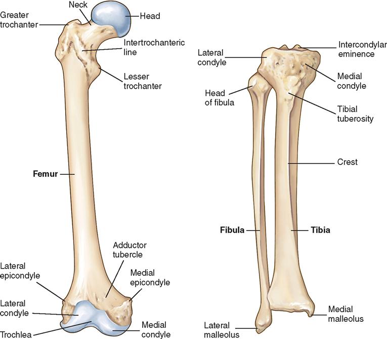 Leg Bones Anatomy Chart