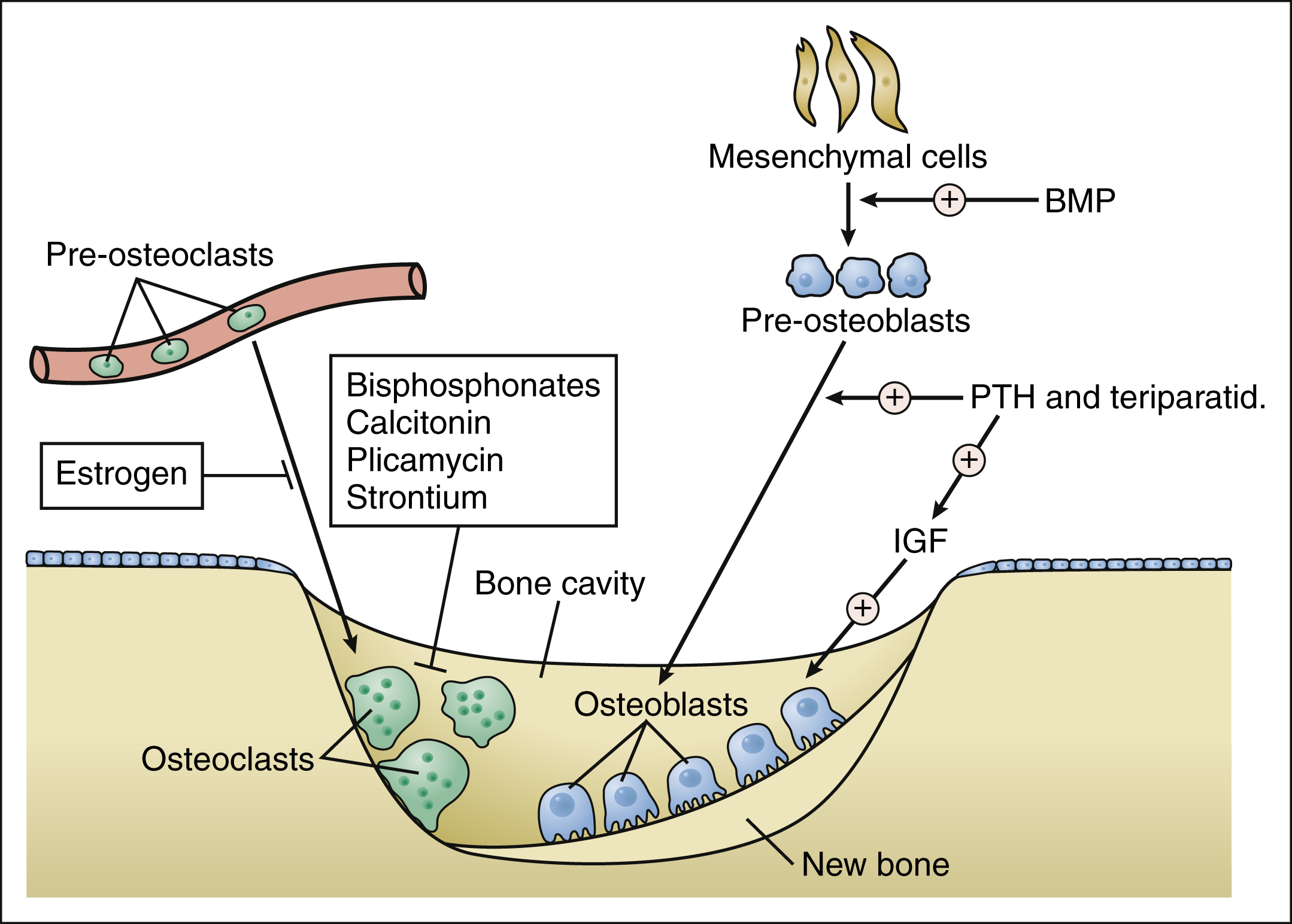 Drugs Affecting Calcium And Bone Basicmedical Key