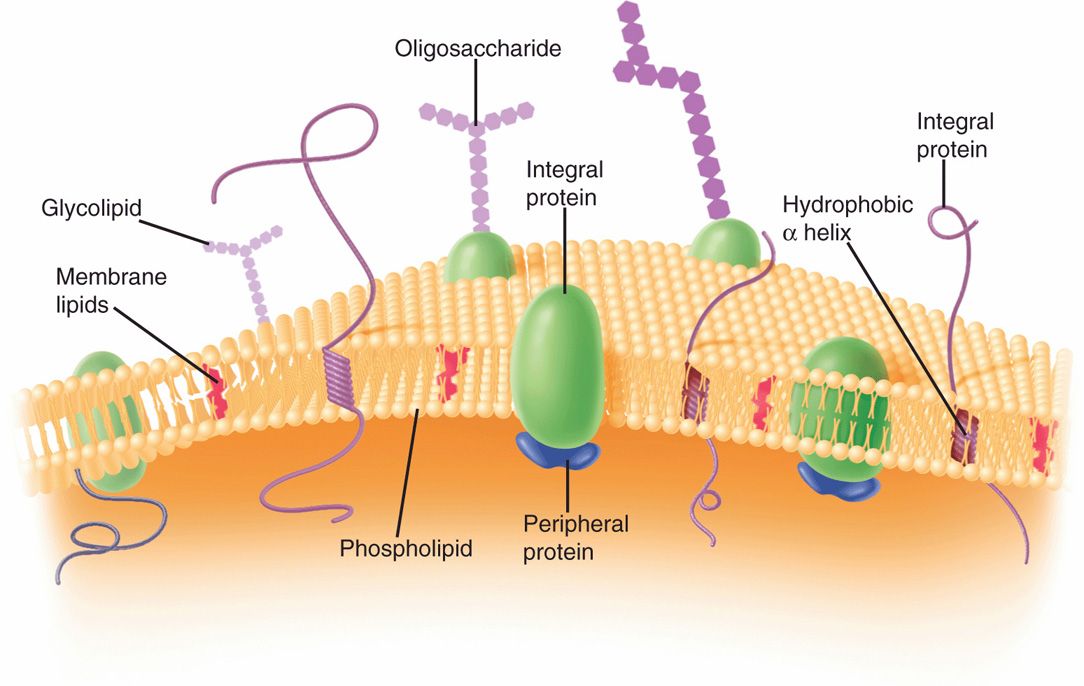 Gram negative Bacteria Cell Labeled