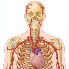 To Clinically Oriented Anatomy Basicmedical Key