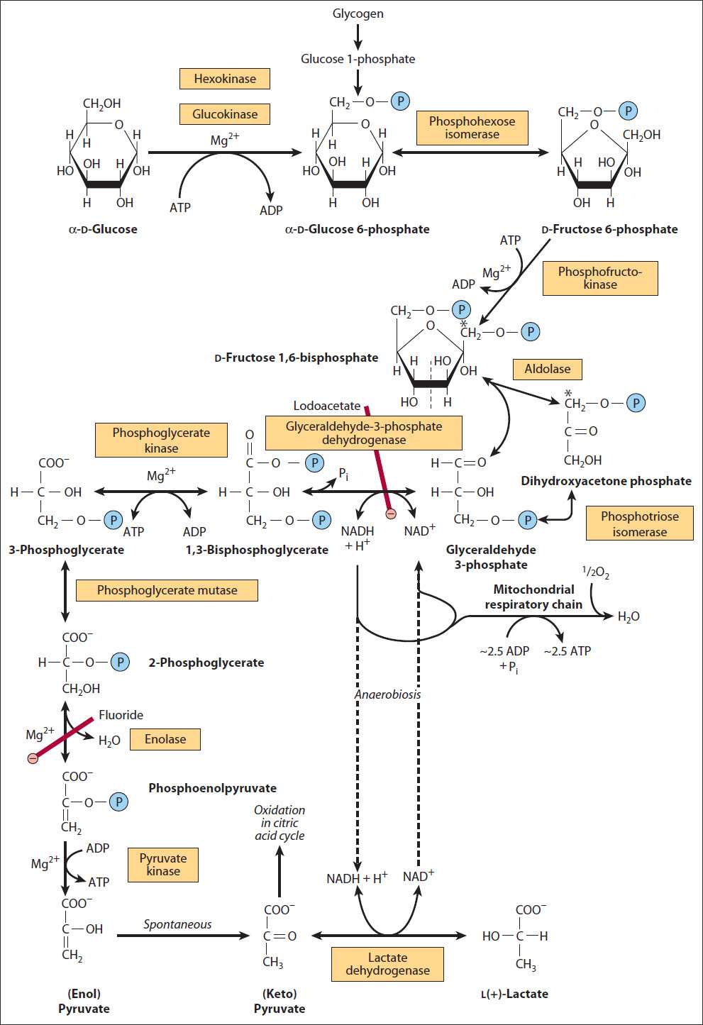 Glucose 6 Phosphate Glycolysis Gluconeogenesis Diagram | Quizlet