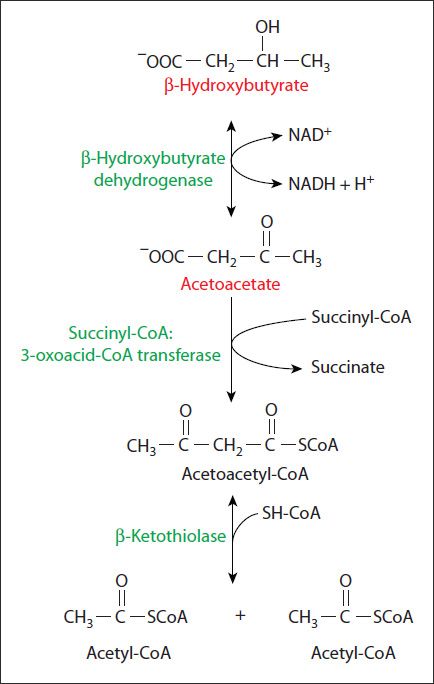 25 Lipids: Lipolysis, Fatty Acid Oxidation, and Ketogenesis ...