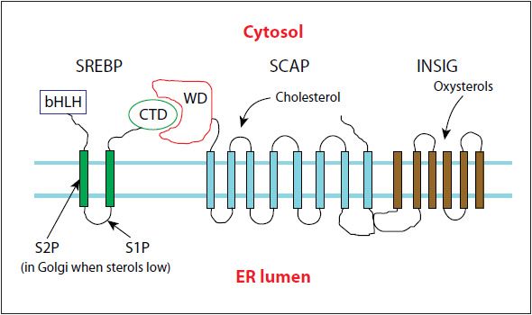 26 Lipids: Cholesterol Metabolism | Basicmedical Key