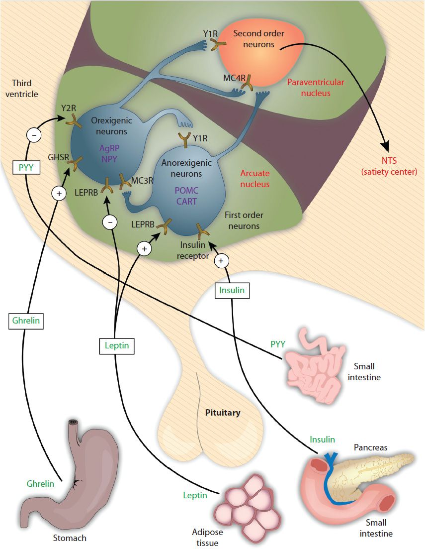 44 Gut-Brain Interactions and Feeding Behaviors | Basicmedical Key