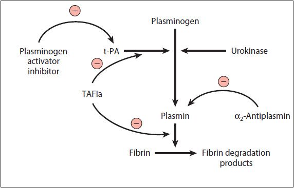 51 Hemostasis: Blood Coagulation | Basicmedical Key