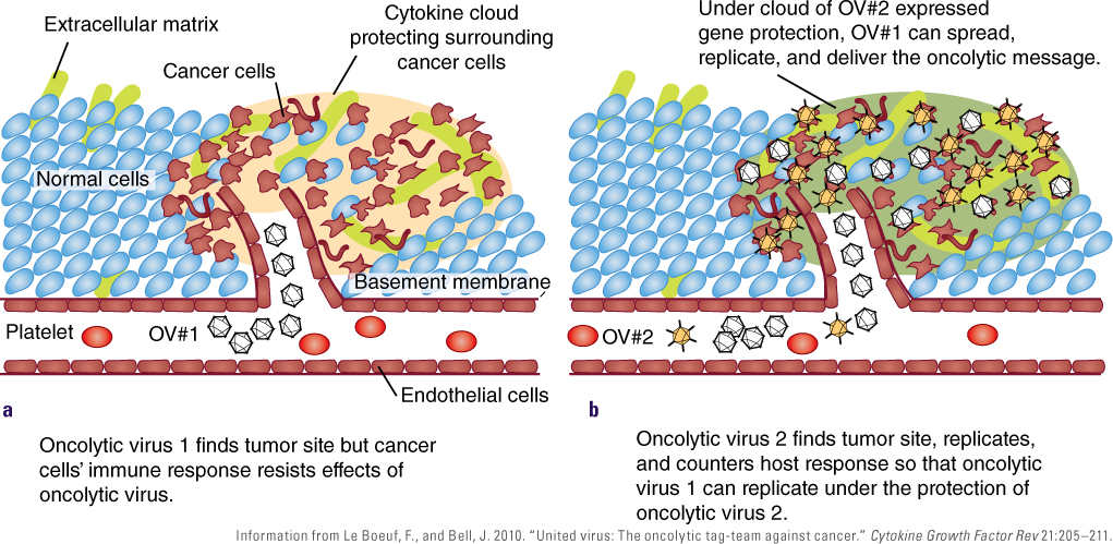 Viruses and Cancer | Basicmedical Key